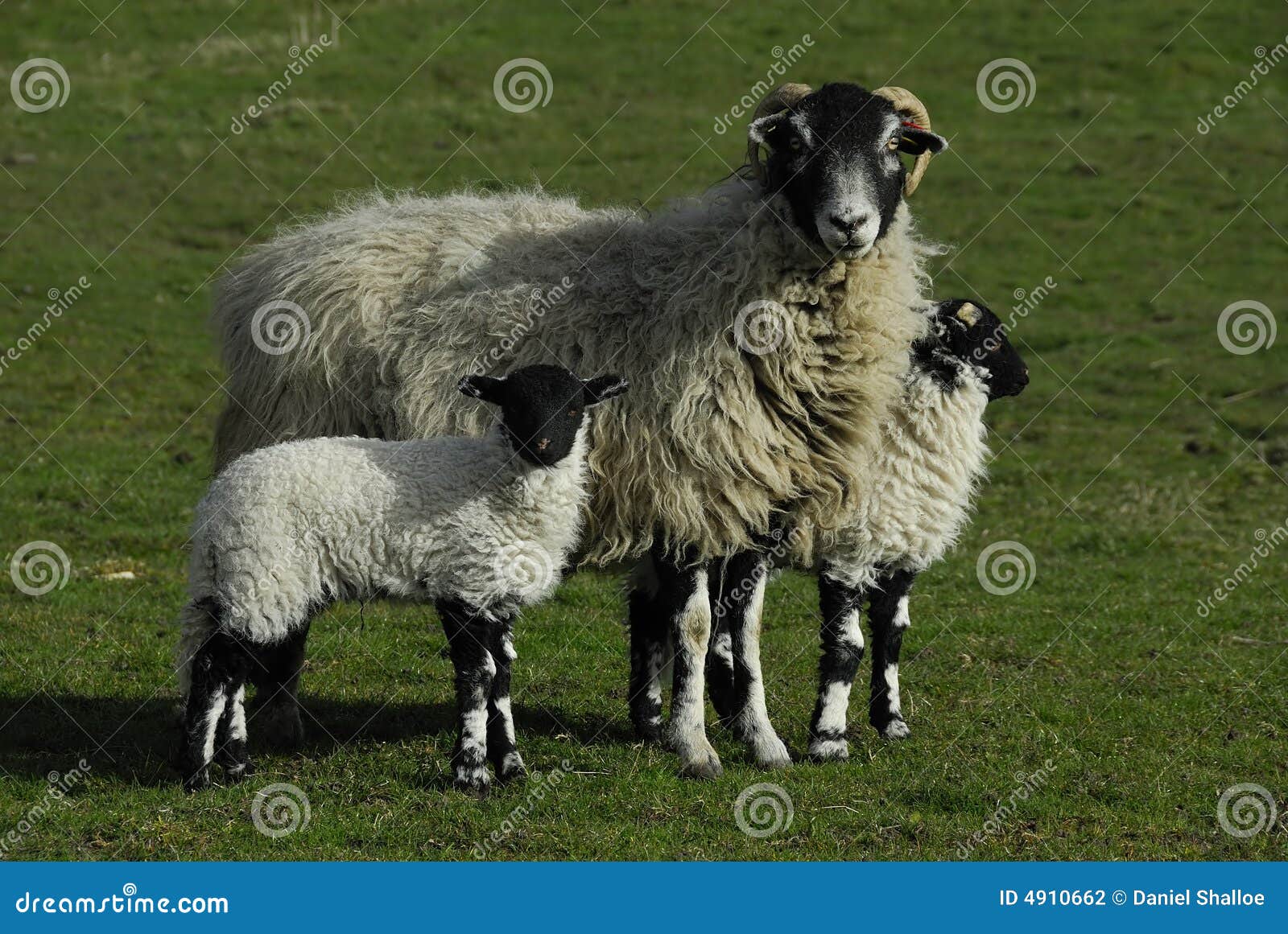 Sheep with twin lambs stock photo. Image of meat, sheep - 4910662