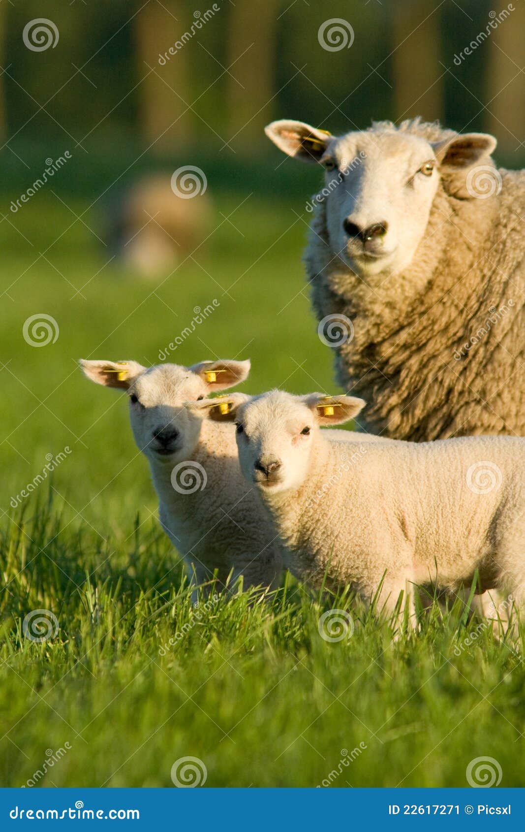 Sheep with two lambs stock image. Image of cute, mutton - 22617271