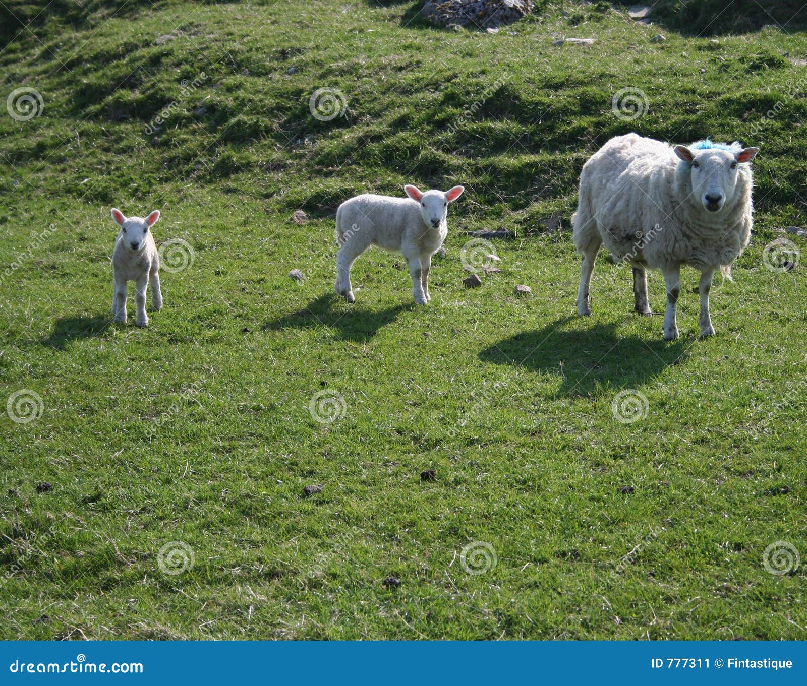 Sheep and two lambs stock image. Image of lamb, wool, looking - 777311