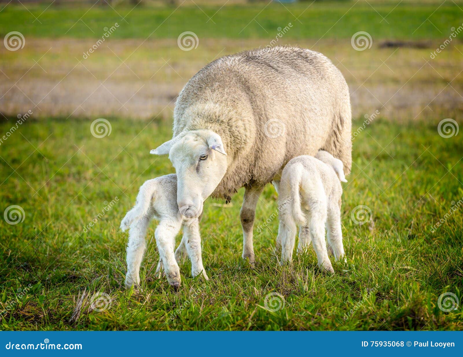 Sheep and two lambs stock photo. Image of sheep, mammal - 75935068