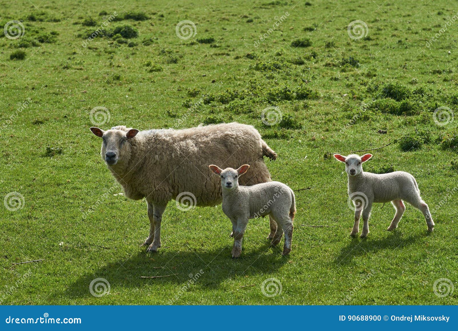 Sheep and two lambs stock photo. Image of green, baby - 90688900