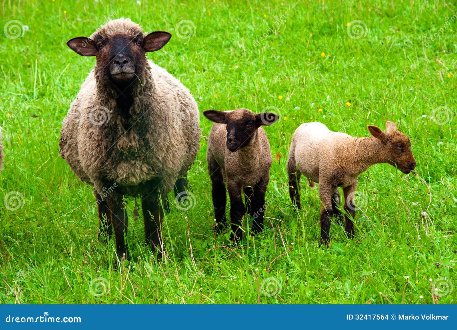 Sheep with two lambs stock photo. Image of baby, child - 32417564