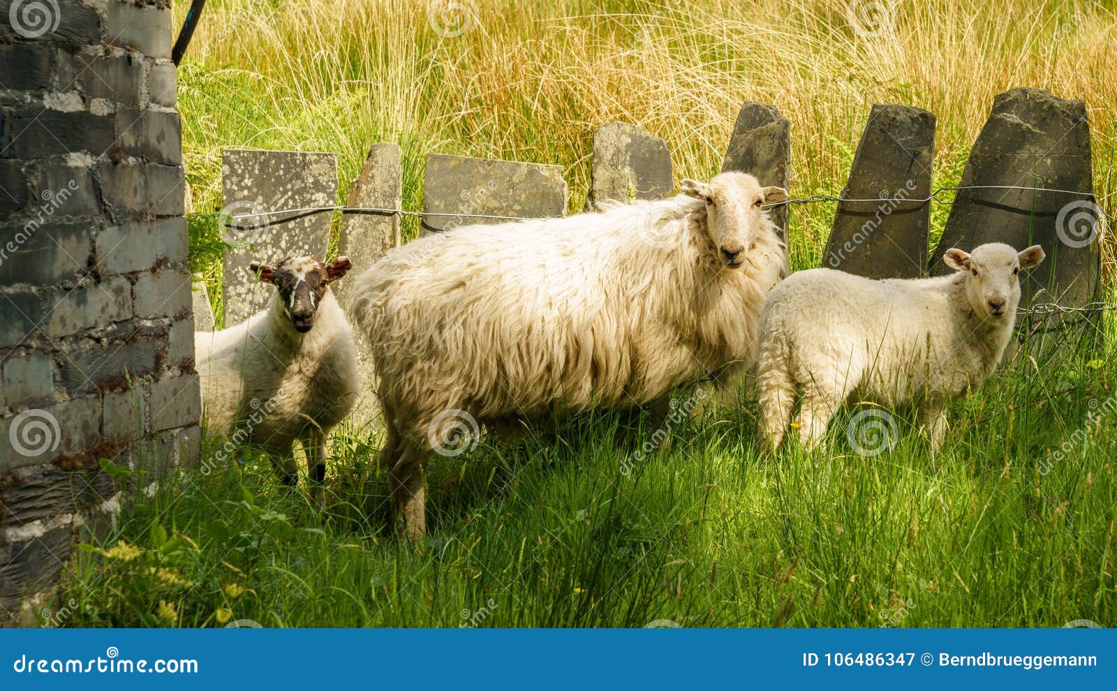 A sheep and two lambs stock image. Image of sheep, friendly - 106486347