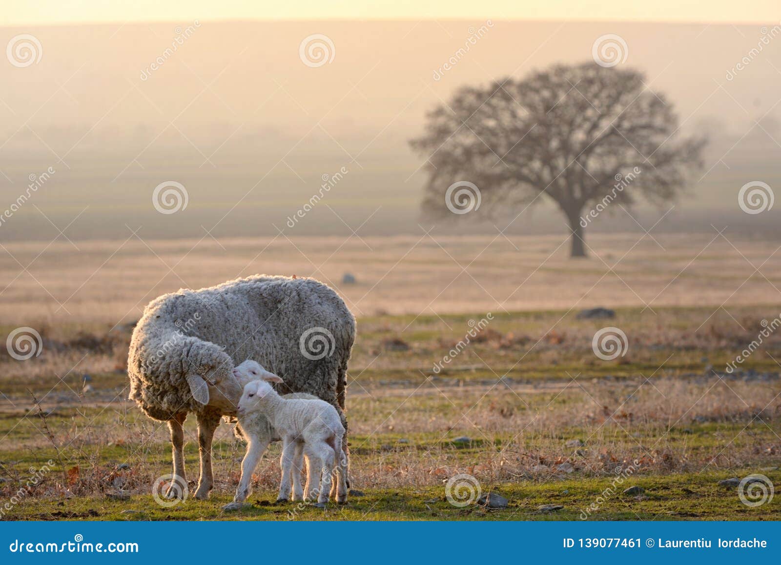 Sheep and two lambs stock image. Image of romania, babies - 139077461