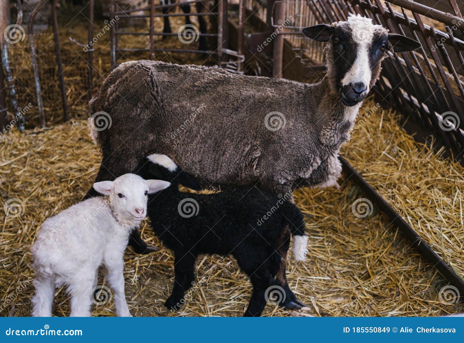 A Sheep and Two Small Lambs Side by Side in the Barn. White and Black ...