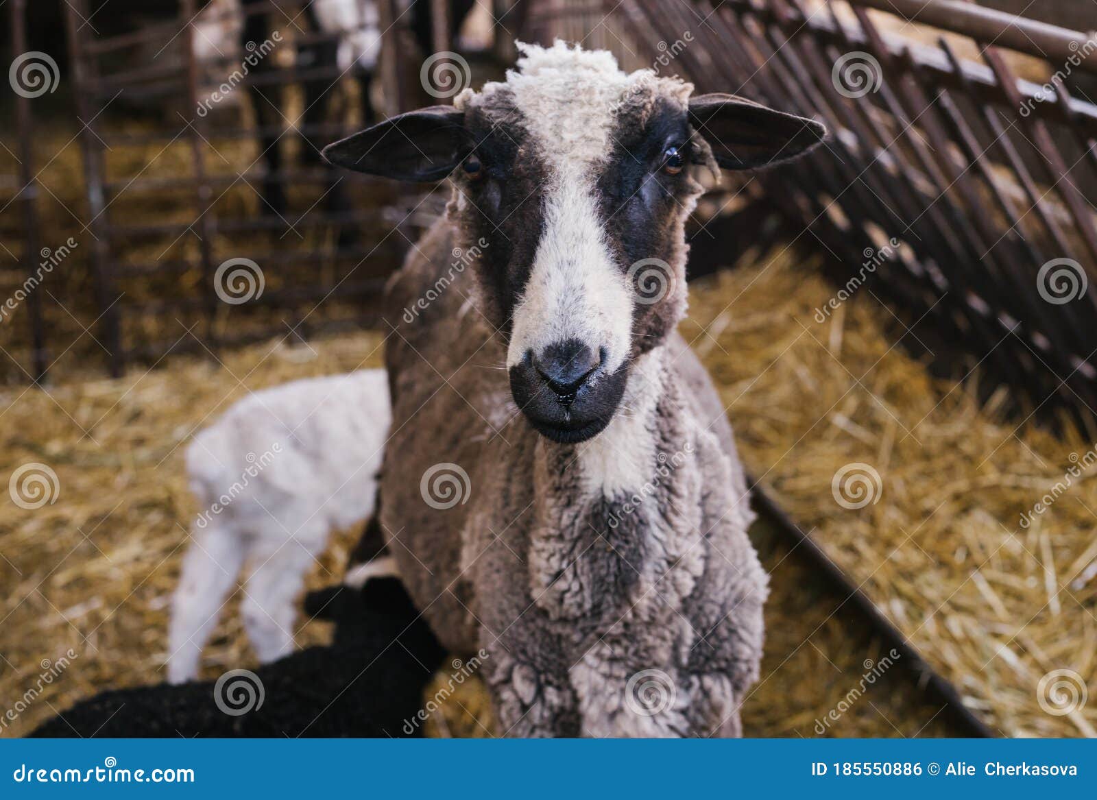 A Sheep and Two Small Lambs Side by Side in the Barn. White and Black ...