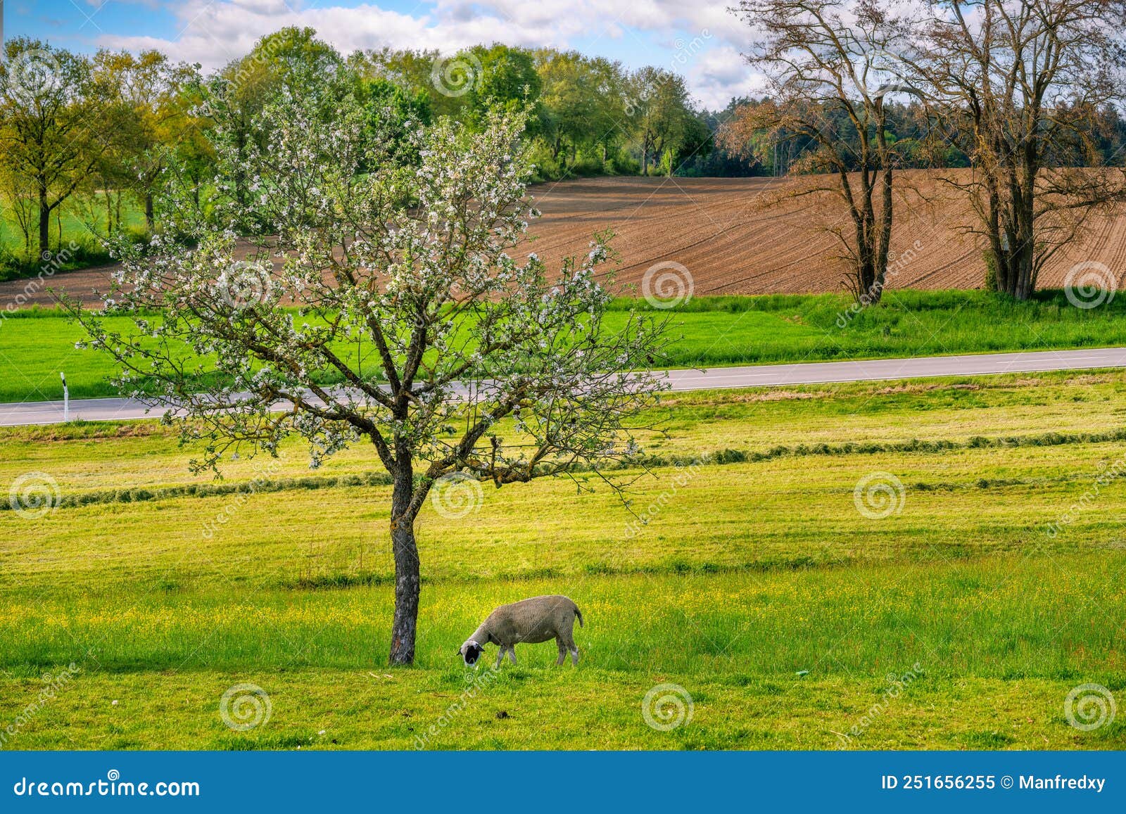 Sheep Under a Flowering Tree Stock Image - Image of meadow, tree: 251656255