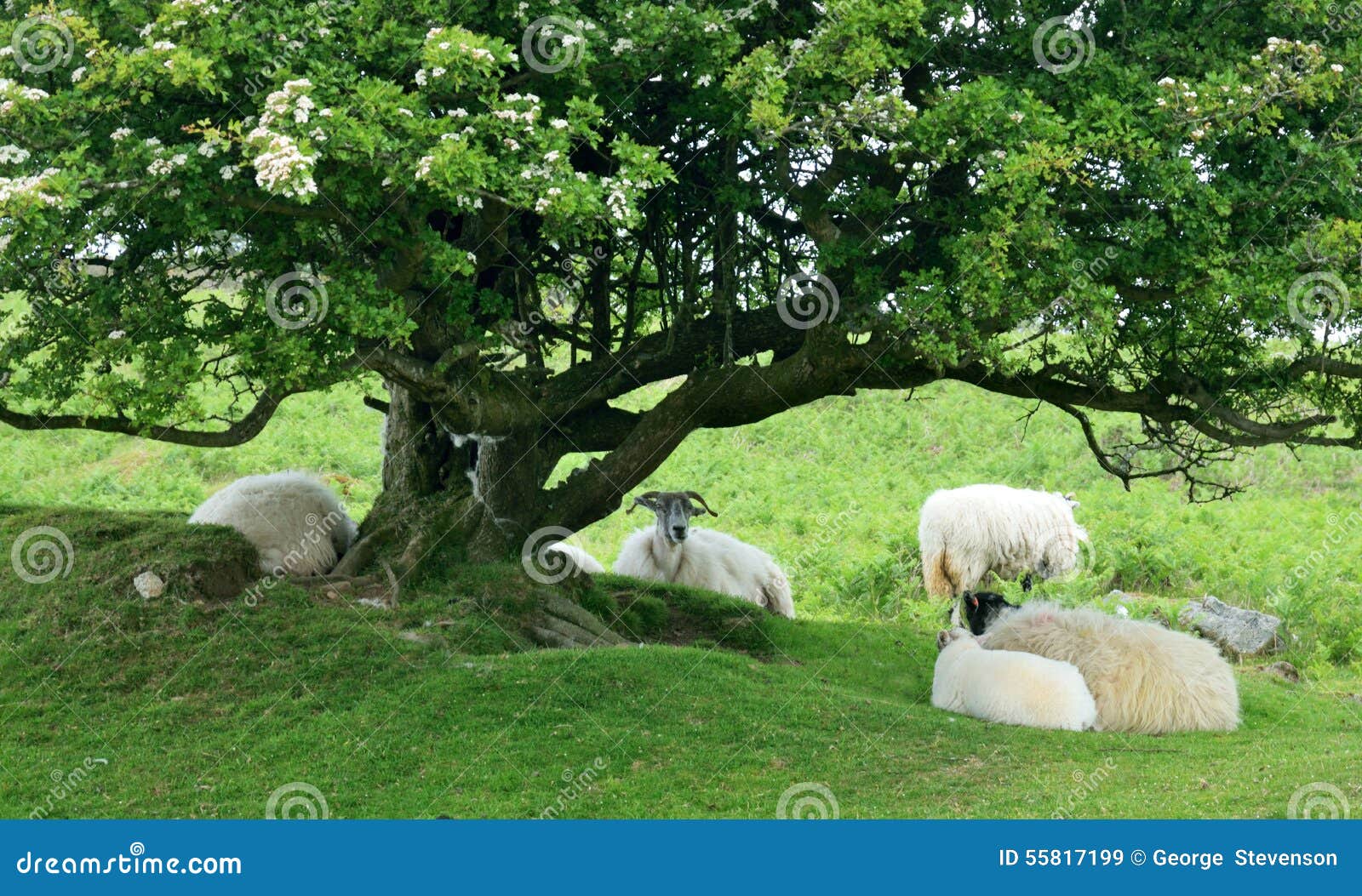 Sheep under gnarled tree. stock image. Image of moor - 55817199