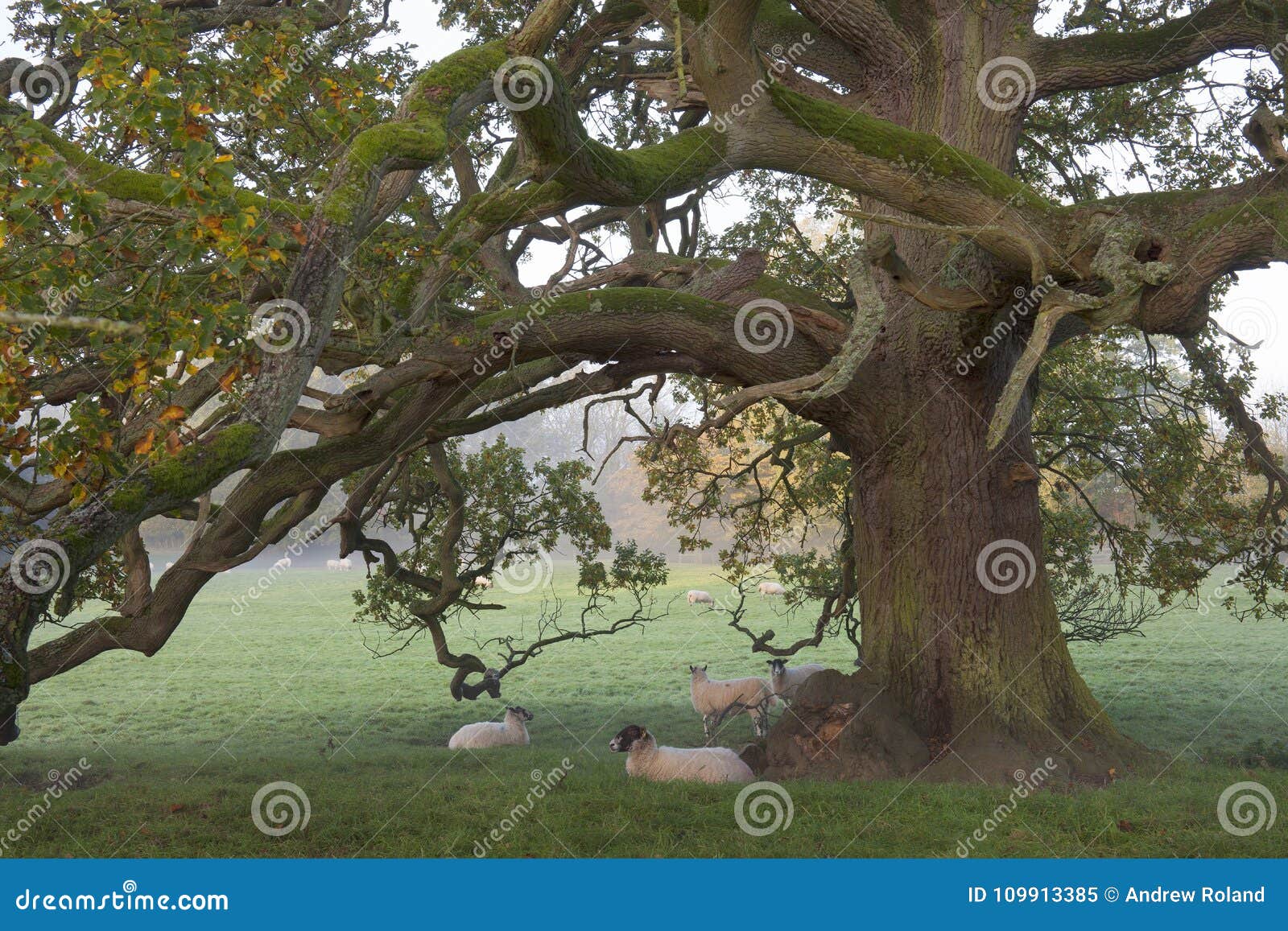 Sheep under an oak tree stock image. Image of morning - 109913385