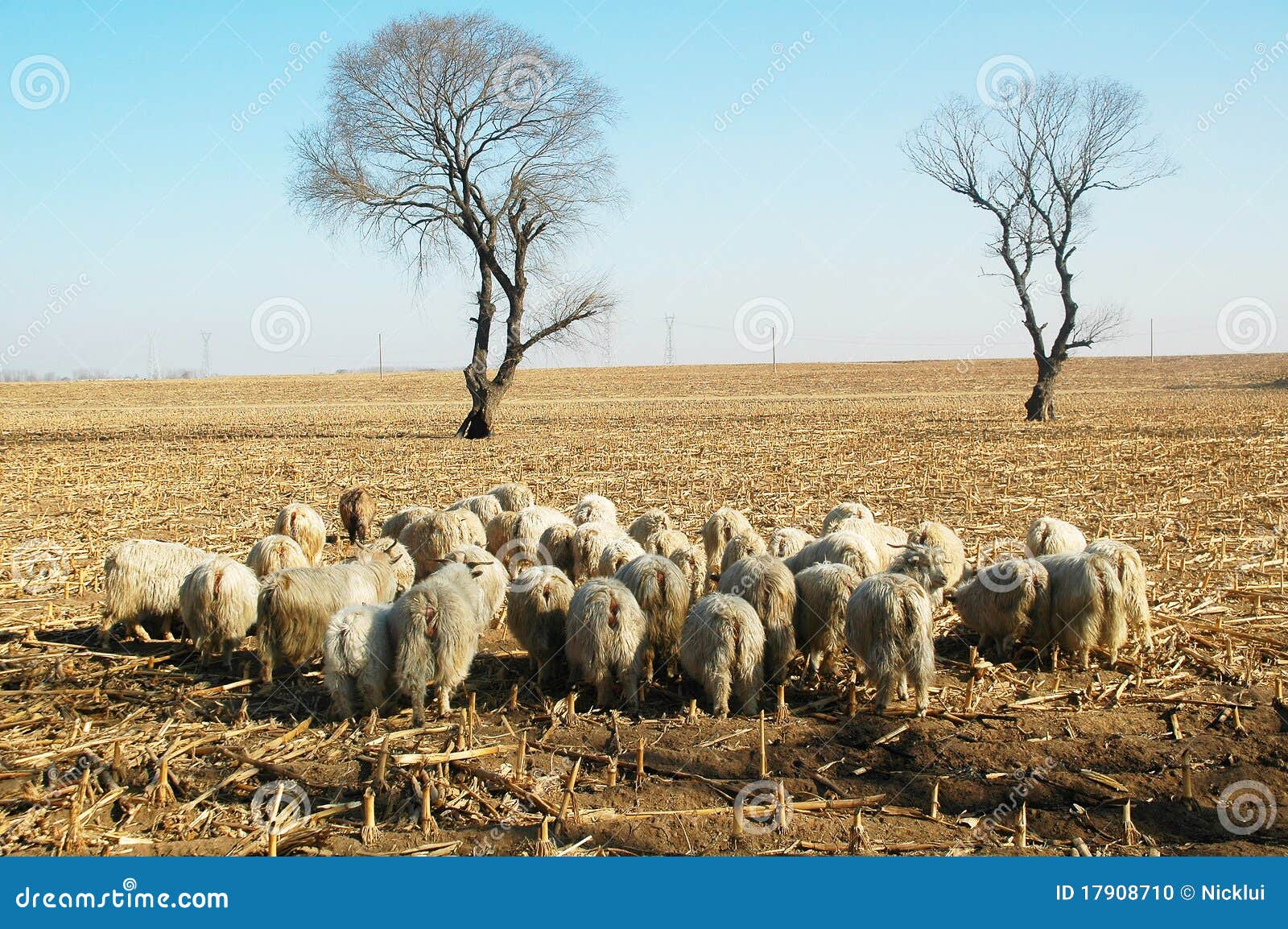 Sheep Under Tree Royalty-Free Stock Image | CartoonDealer.com #46904686