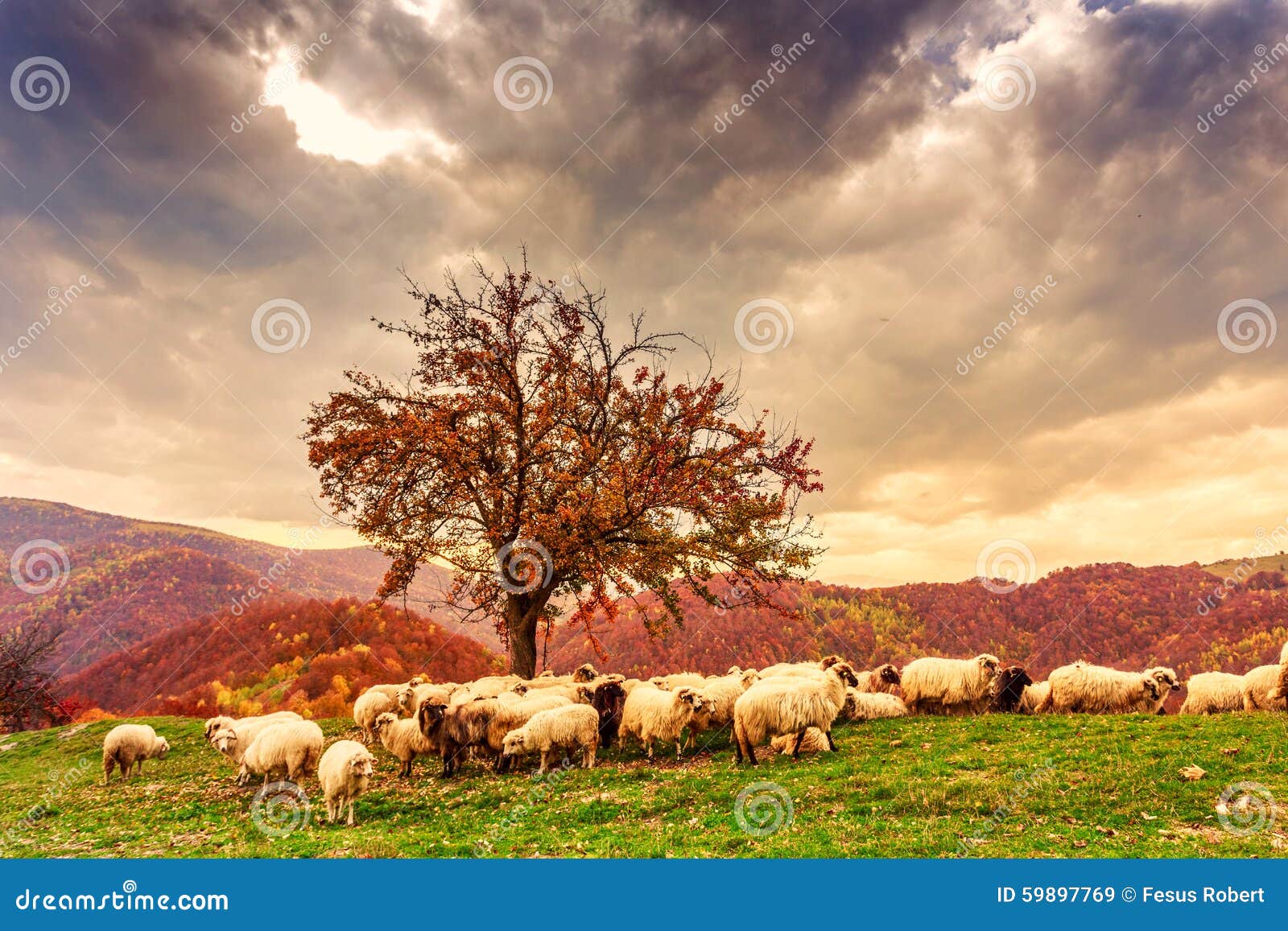 Sheep Under the Tree and Dramatic Sky Stock Image - Image of bible ...