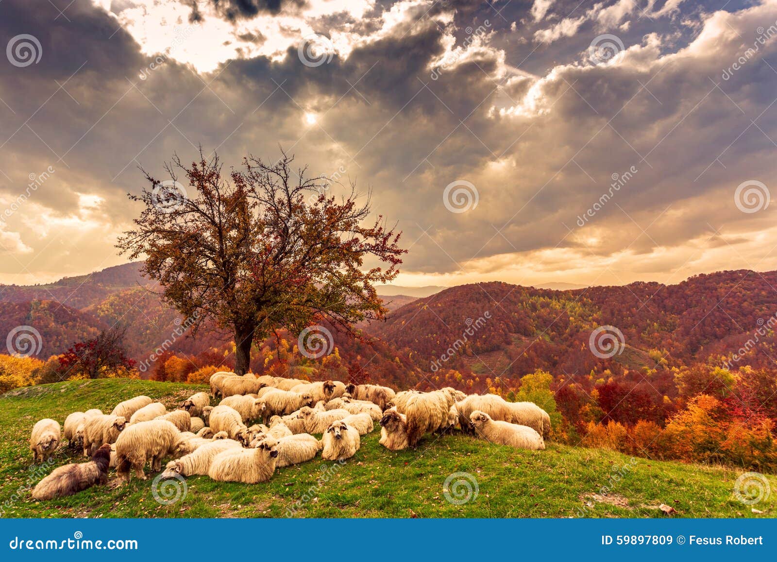 Sheep Under the Tree and Dramatic Sky Stock Image - Image of nature ...