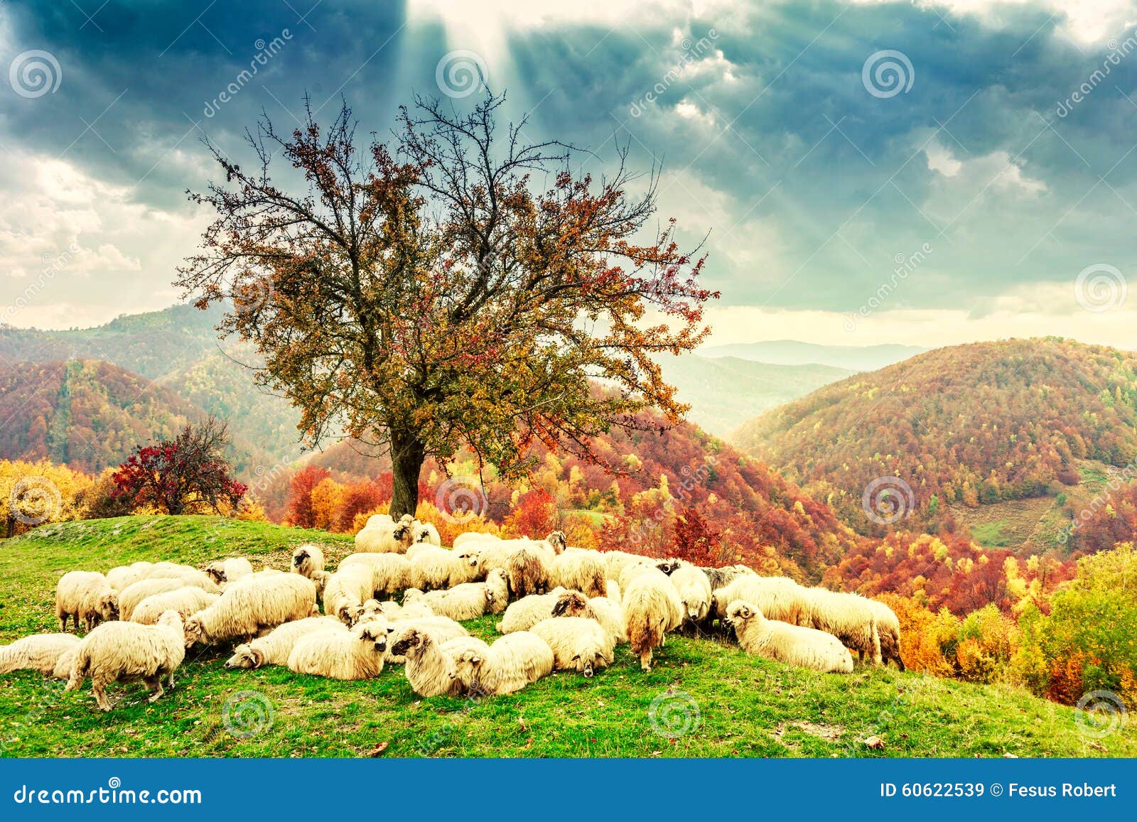 Sheep Under the Tree and Dramatic Sky Stock Image - Image of cloud ...
