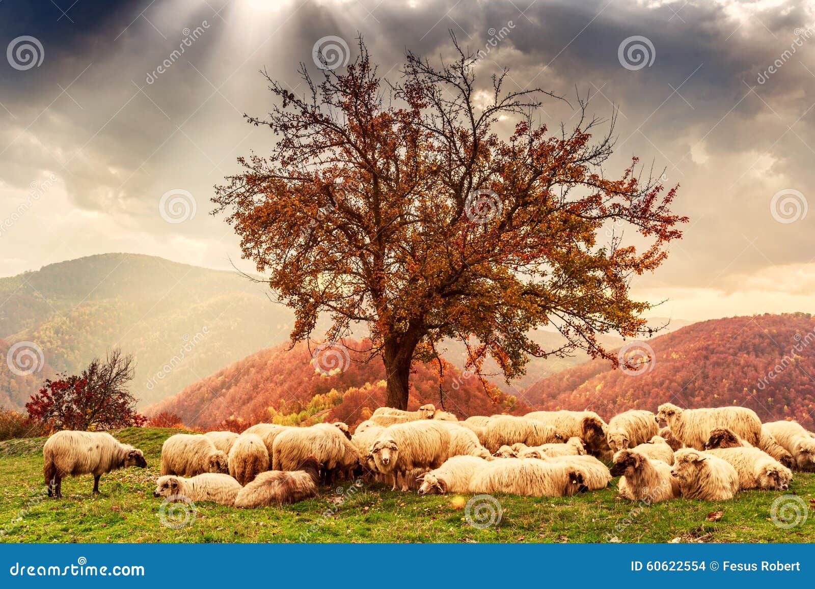 Sheep Under the Tree and Dramatic Sky Stock Photo - Image of fall ...