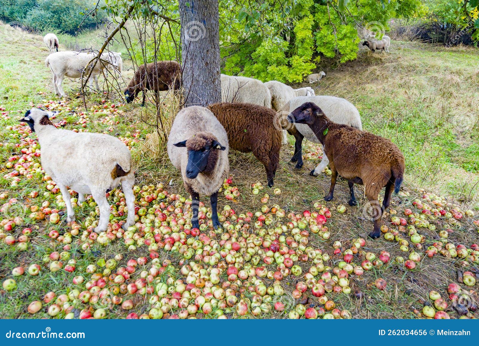 Sheep Under a Tree Enjoy the Ripe Apples Stock Photo - Image of meadow ...