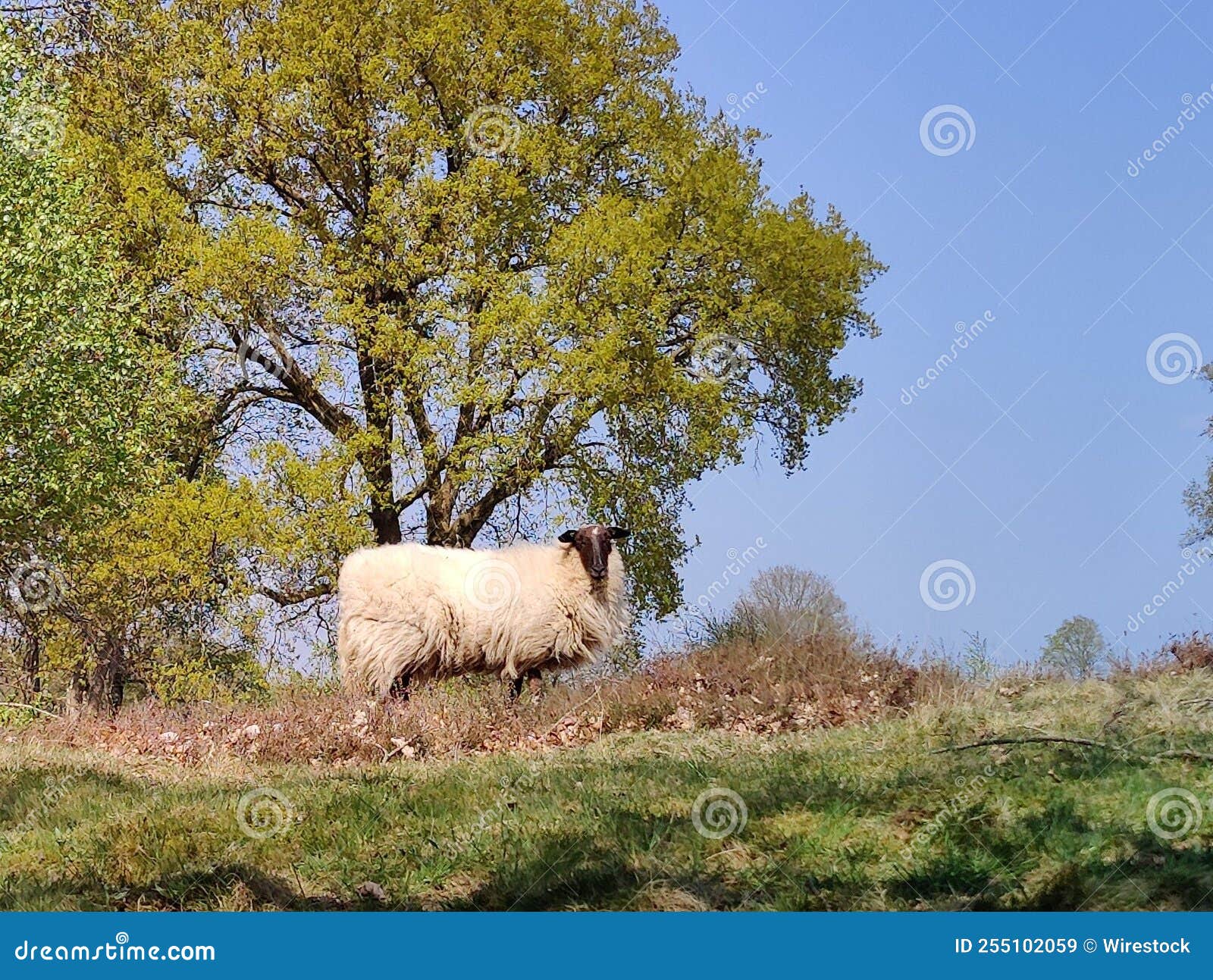 Sheep Under a Tree in the Field on a Sunny Day Stock Image - Image of ...