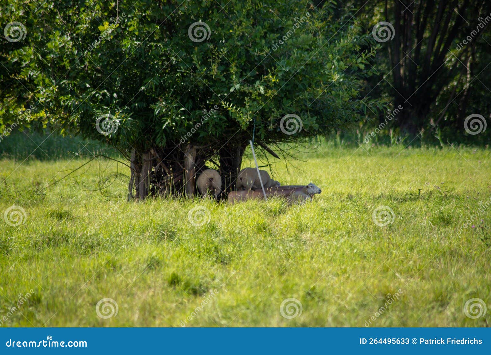Sheep Under a Tree that Gives Shade on a Meadow Stock Image - Image of ...