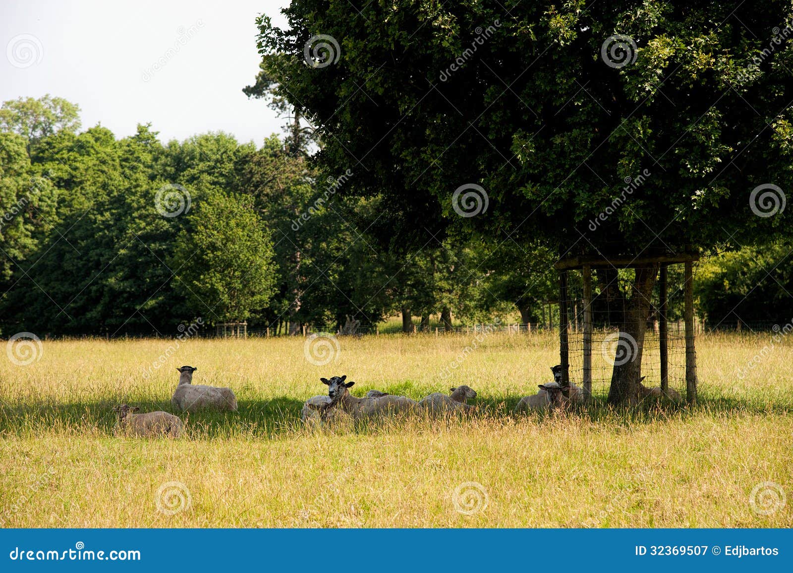 Sheep under tree stock image. Image of grassland, livestock - 32369507