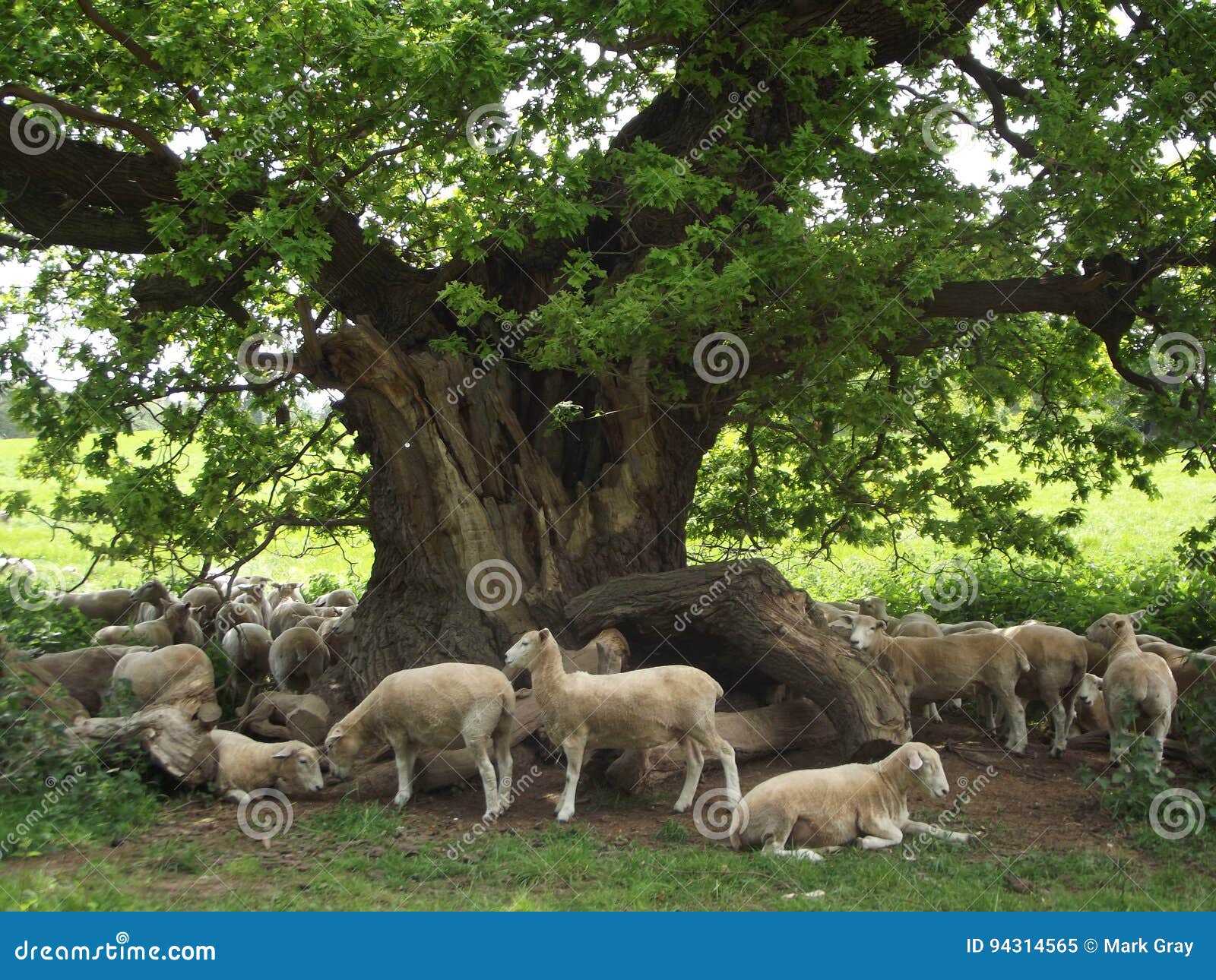 Sheep under a Tree stock image. Image of tree, sheep - 94314565