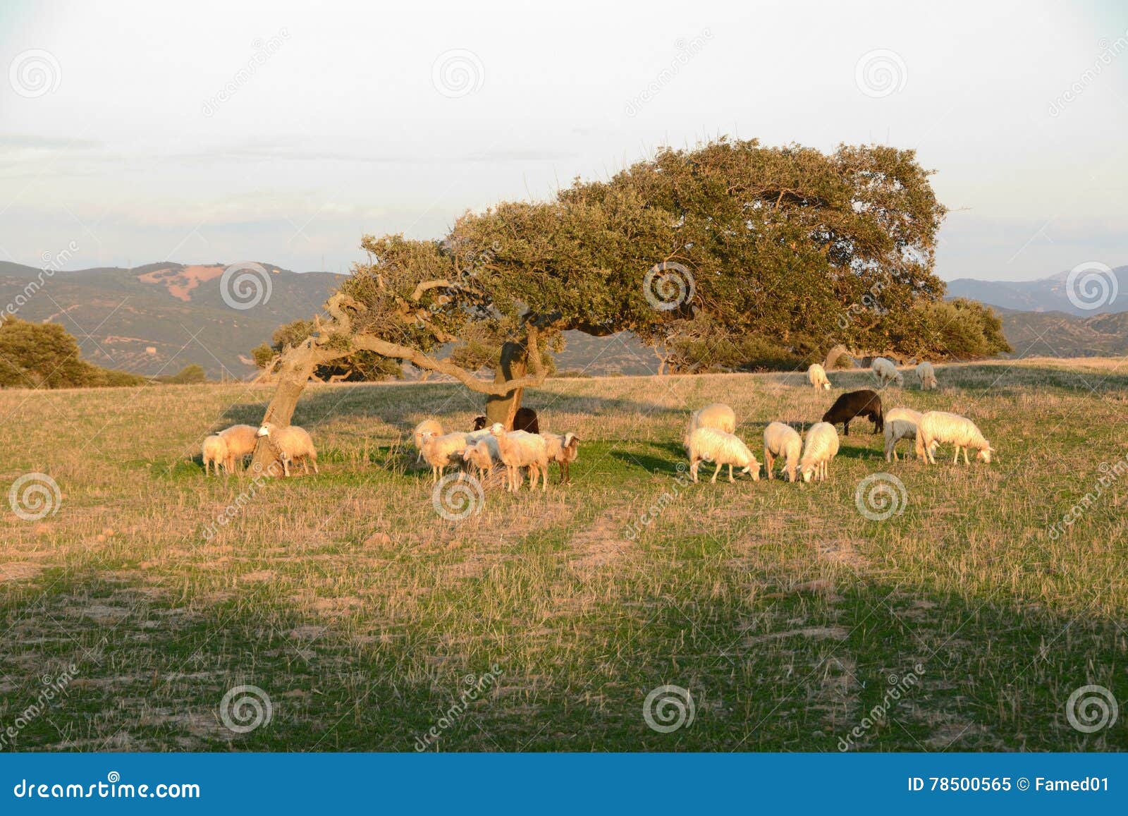 Sheep under a tree stock image. Image of farm, green - 78500565