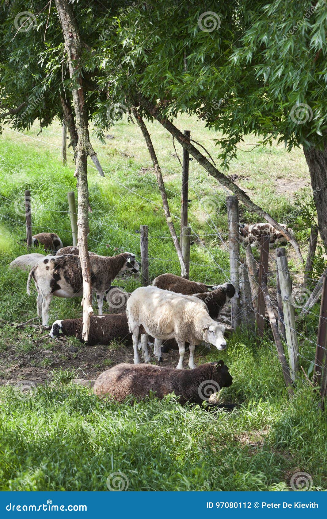 Sheep under a tree stock photo. Image of countryside - 97080112