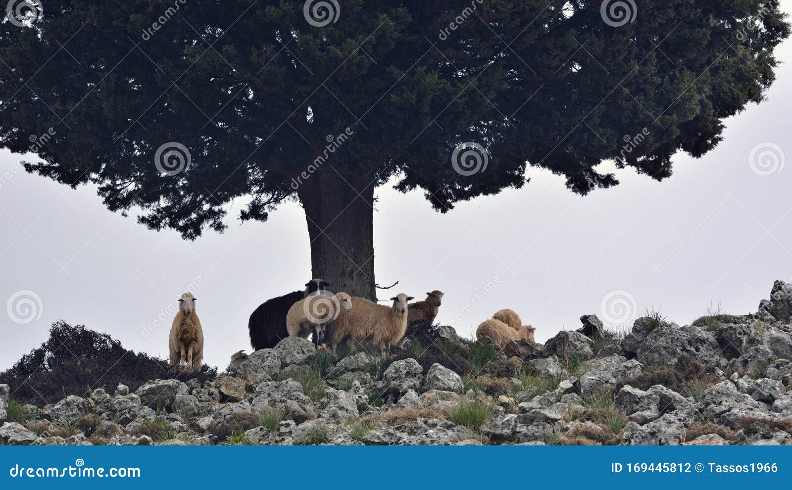 Sheep under the tree stock photo. Image of landscape - 169445812