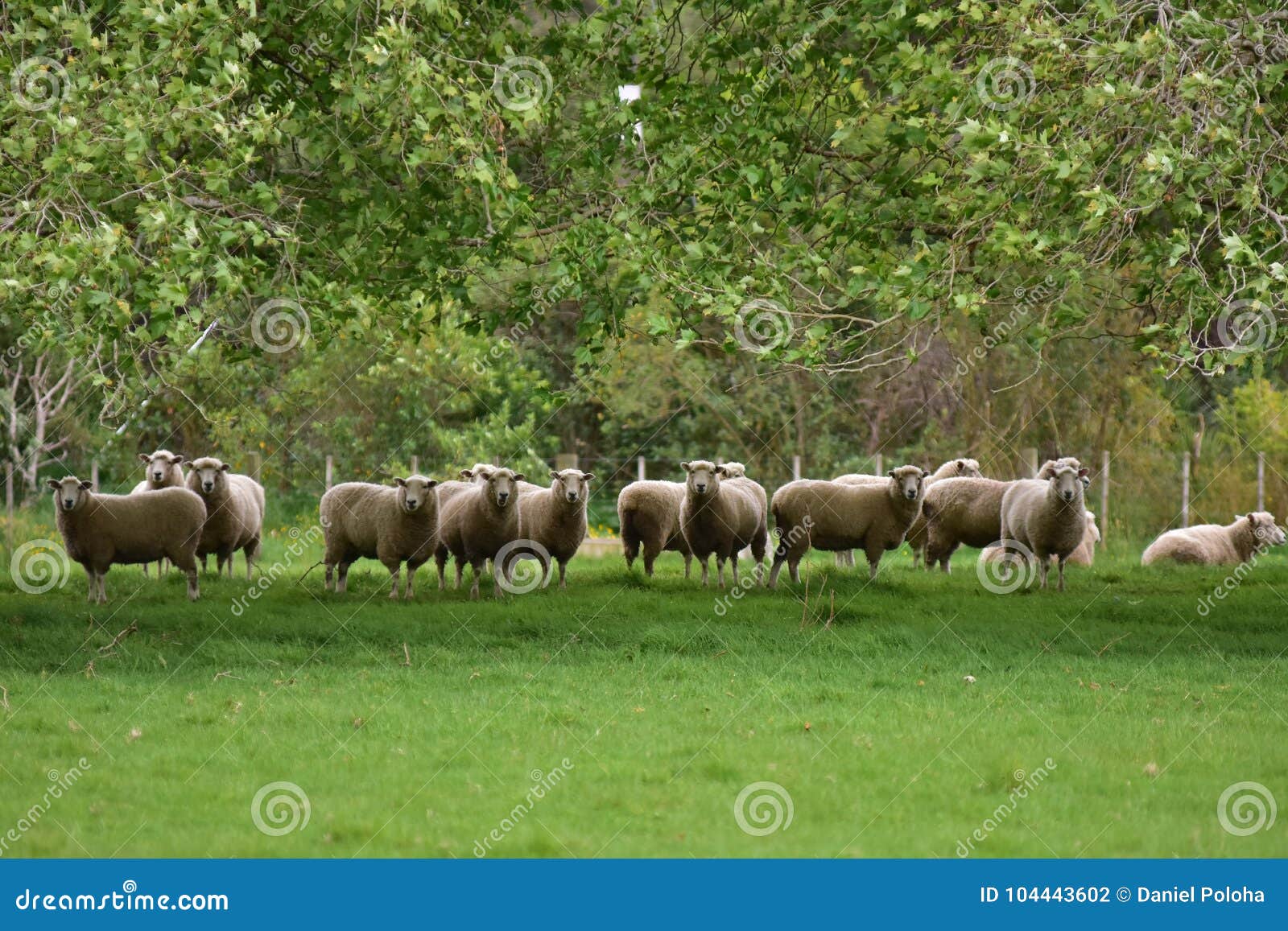 Sheep under trees stock photo. Image of farm, rural - 104443602