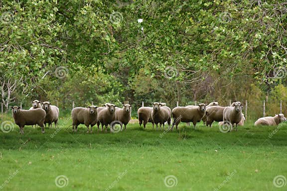 Sheep under trees stock photo. Image of farm, rural - 104443602