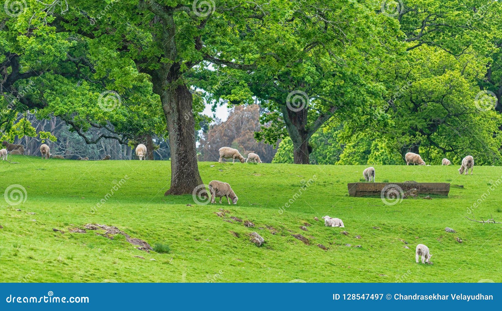 Sheep Under Trees on a Green Meadow in Summer Stock Image - Image of ...