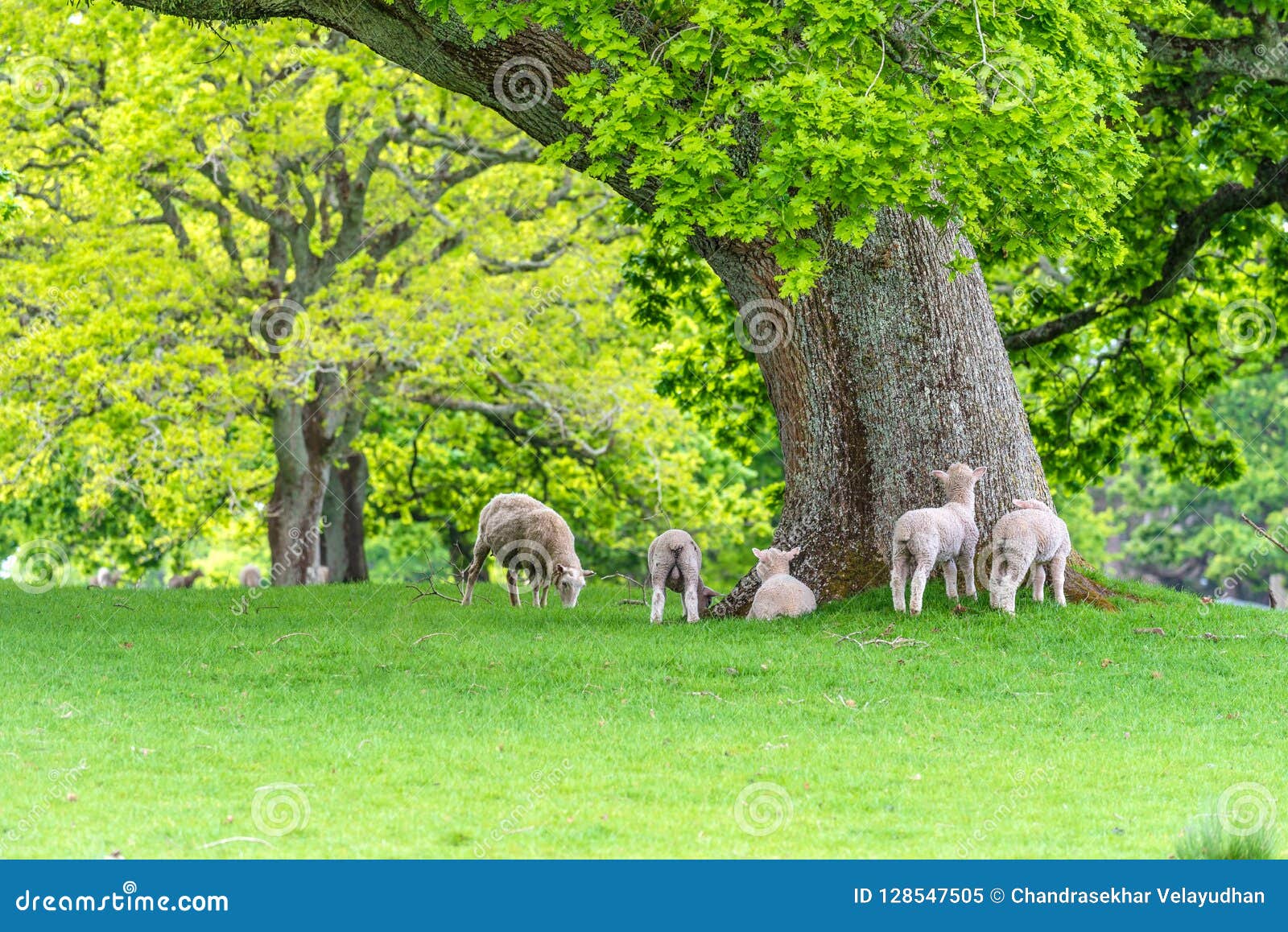 Sheep Under Trees on a Green Meadow in Summer Stock Image - Image of ...