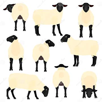 Sheep various pose set stock vector. Illustration of background - 193283154