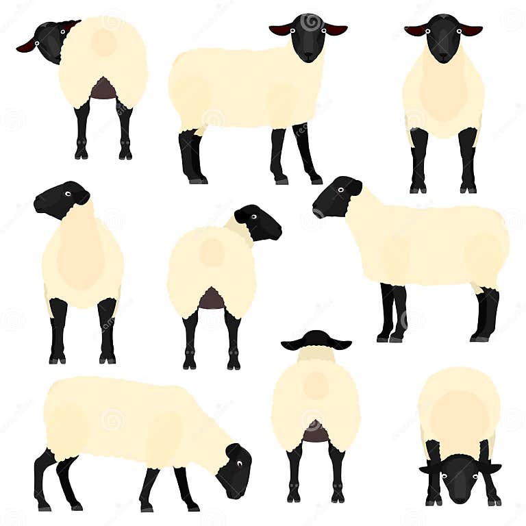 Sheep various pose set stock vector. Illustration of background - 193283154
