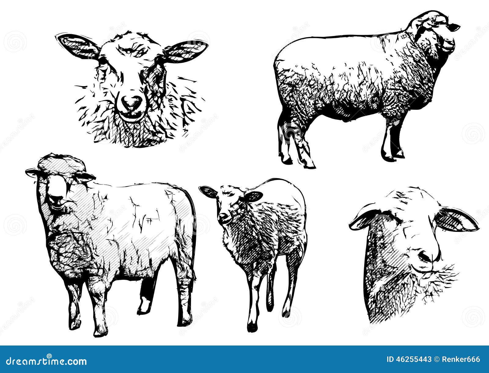 Sheep vector illustrations stock vector. Illustration of retro - 46255443