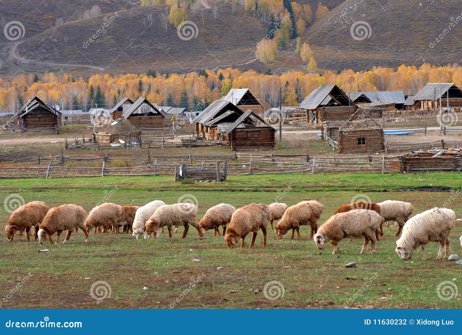 Sheep and village stock photo. Image of grass, house - 11630232