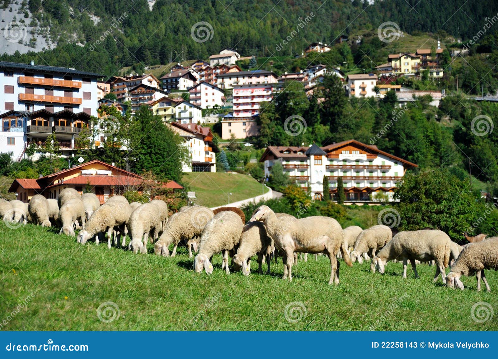 Sheep in a village stock image. Image of rural, farm - 22258143