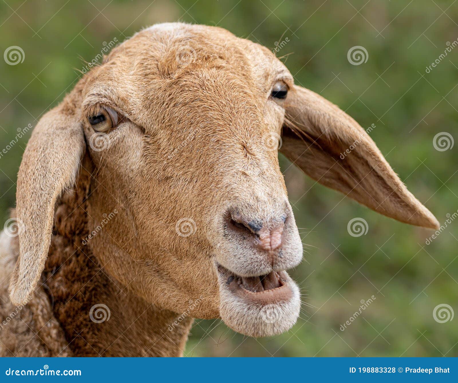 Sheep, village life stock photo. Image of sheep, cattle - 198883328