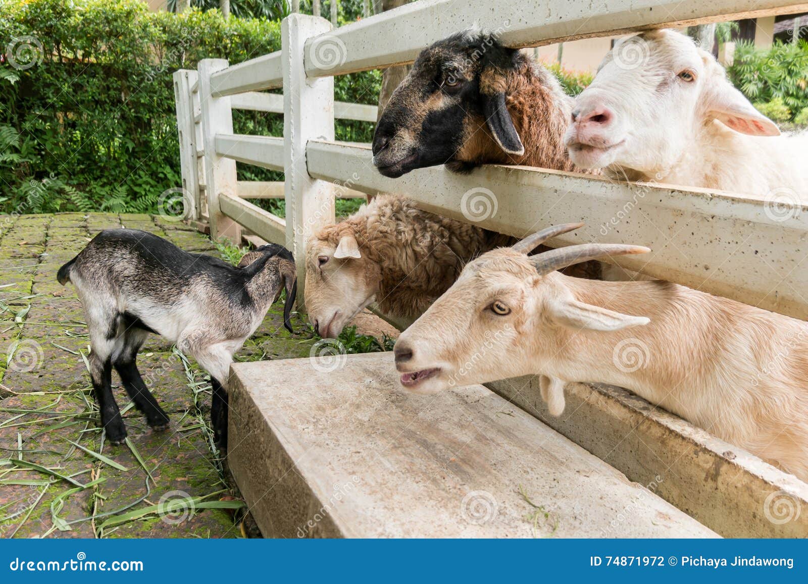 Sheep waiting for feeding stock photo. Image of ranch - 74871972
