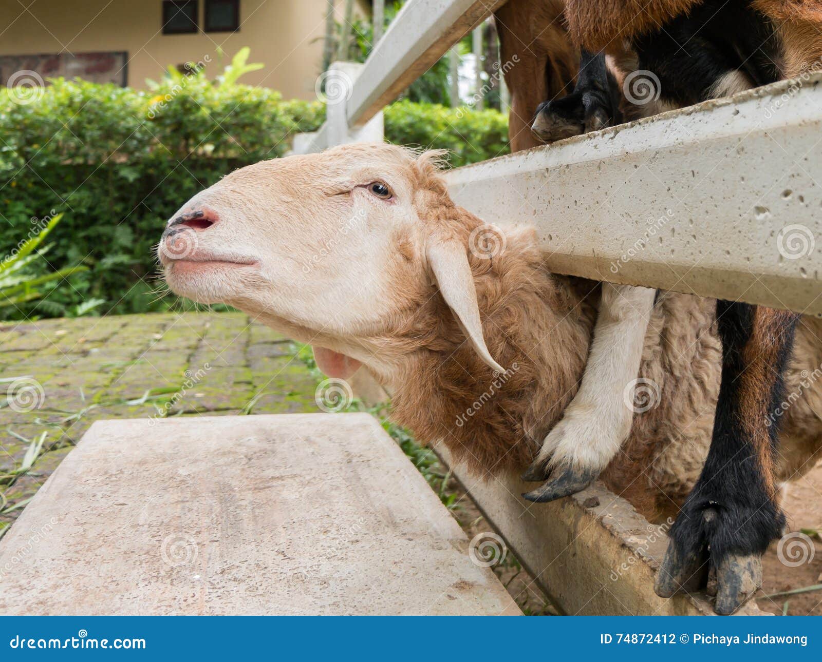 Sheep waiting for feeding stock photo. Image of mammal - 74872412