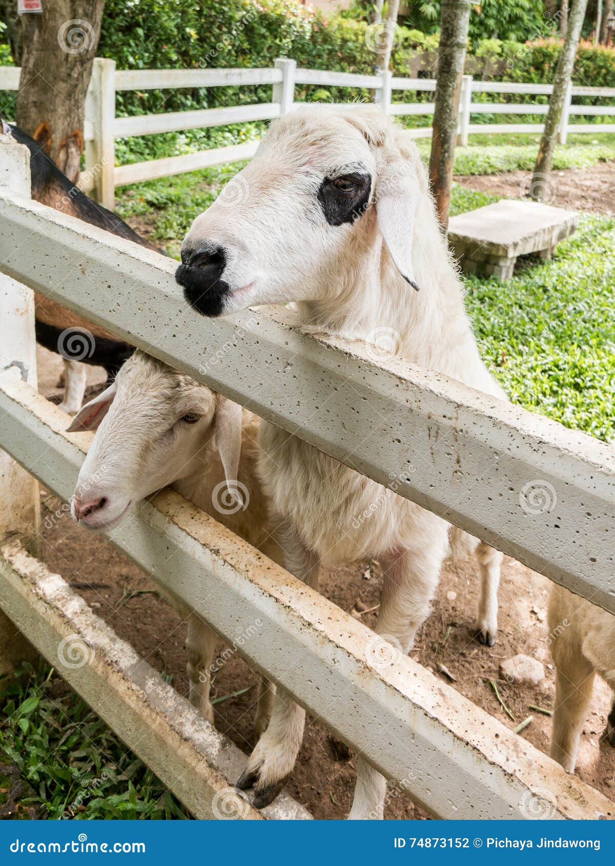 Sheep waiting for feeding stock photo. Image of livestock - 74873152