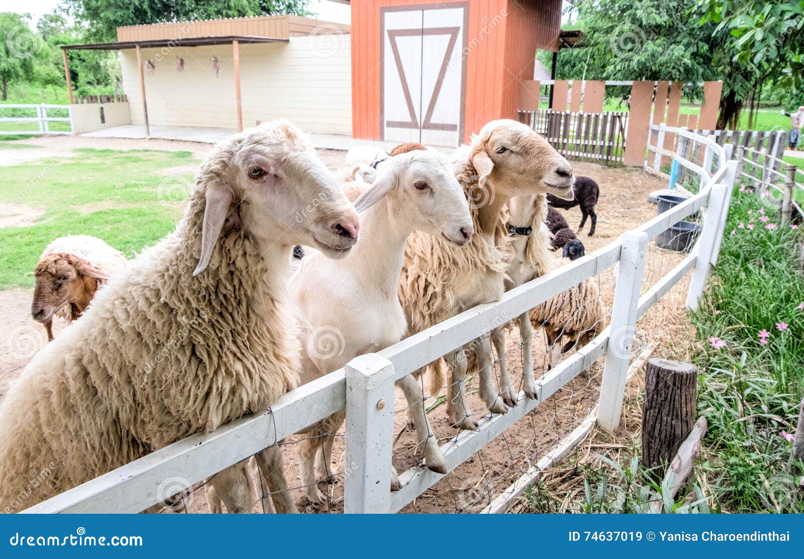 Sheep Waiting for Feeding in Fence Stock Image - Image of agriculture ...