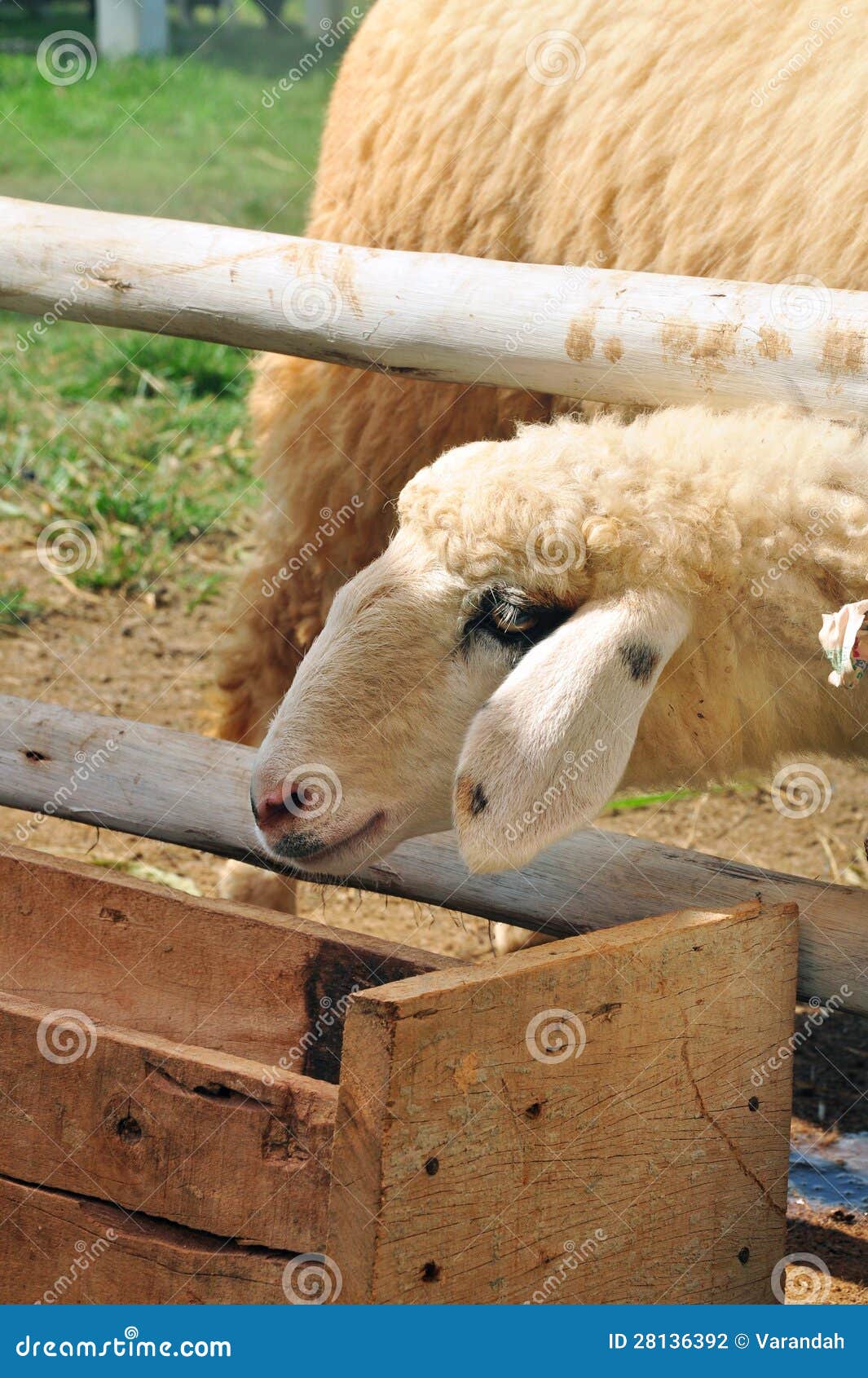 Sheep waiting for food stock photo. Image of head, livestock - 28136392