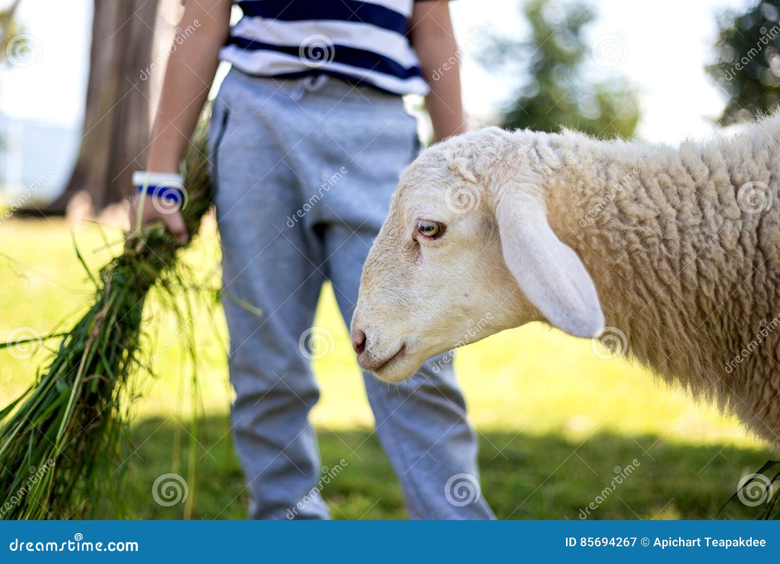 Sheep Waiting Overnight To Be Shorn In An Old Traditional Timber ...