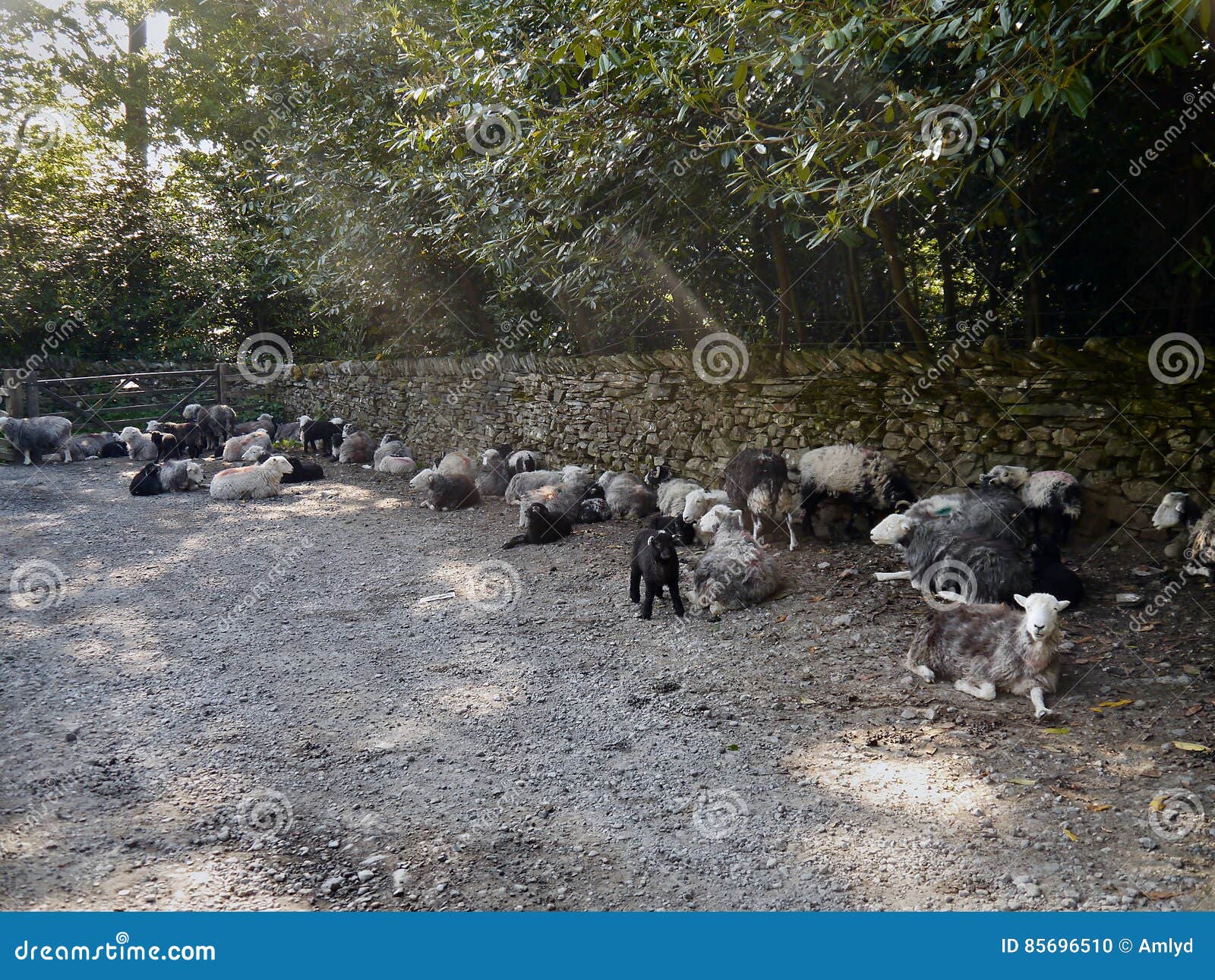 Sheep Waiting Overnight To Be Shorn In An Old Traditional Timber ...