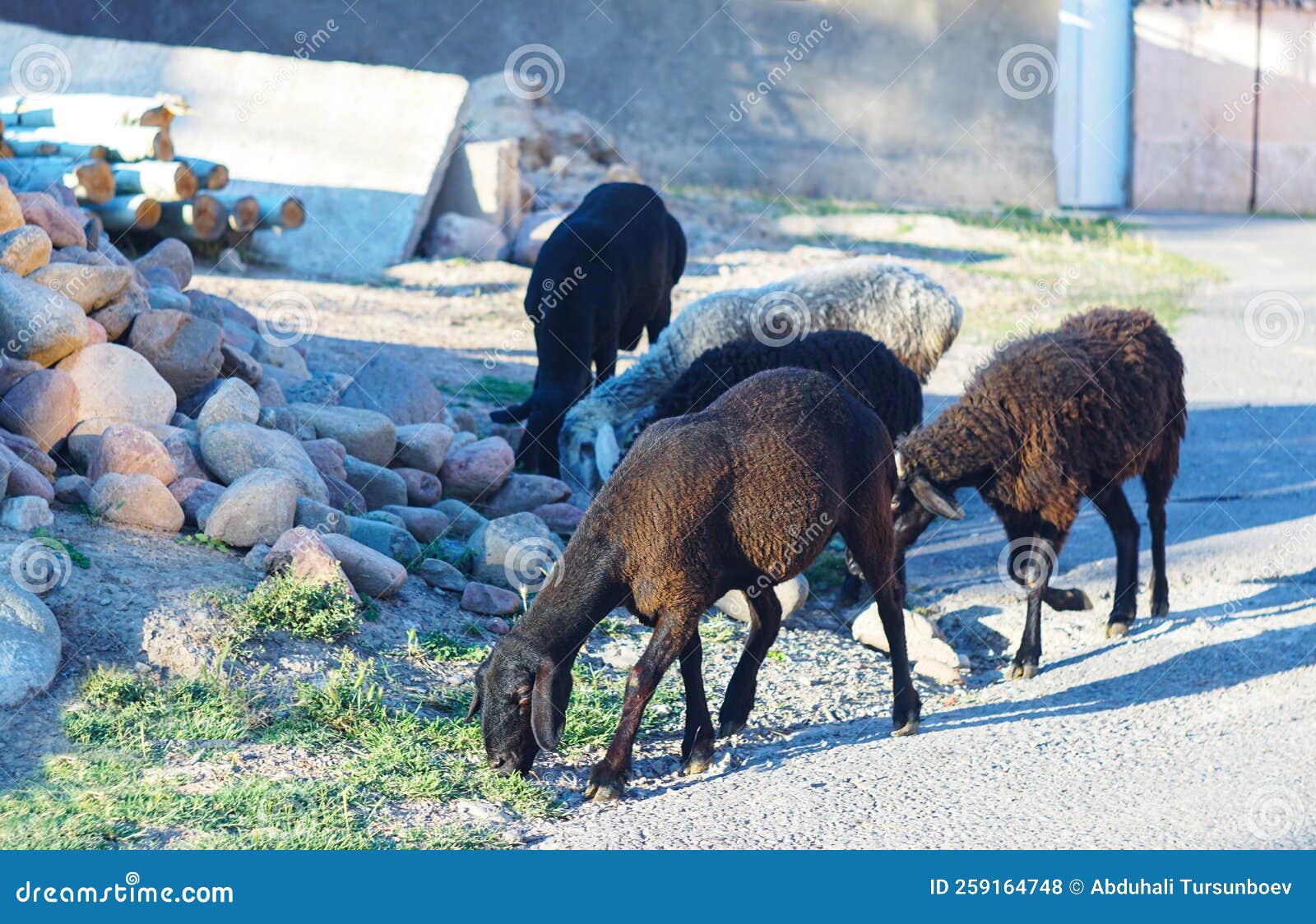 Sheep walk on a stone path stock photo. Image of grass - 259164748