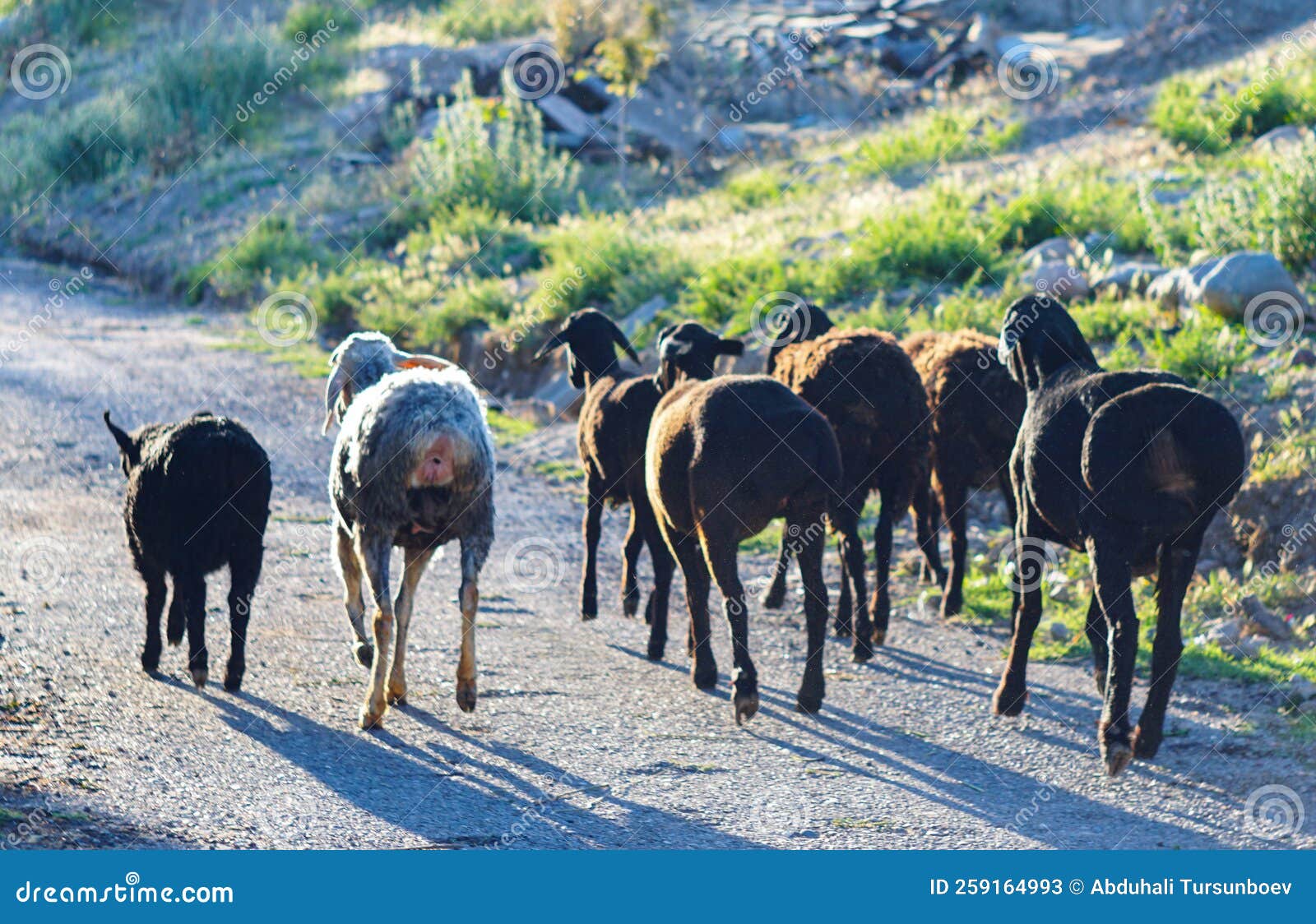 Sheep walk on a stone path stock image. Image of cloud - 259164993