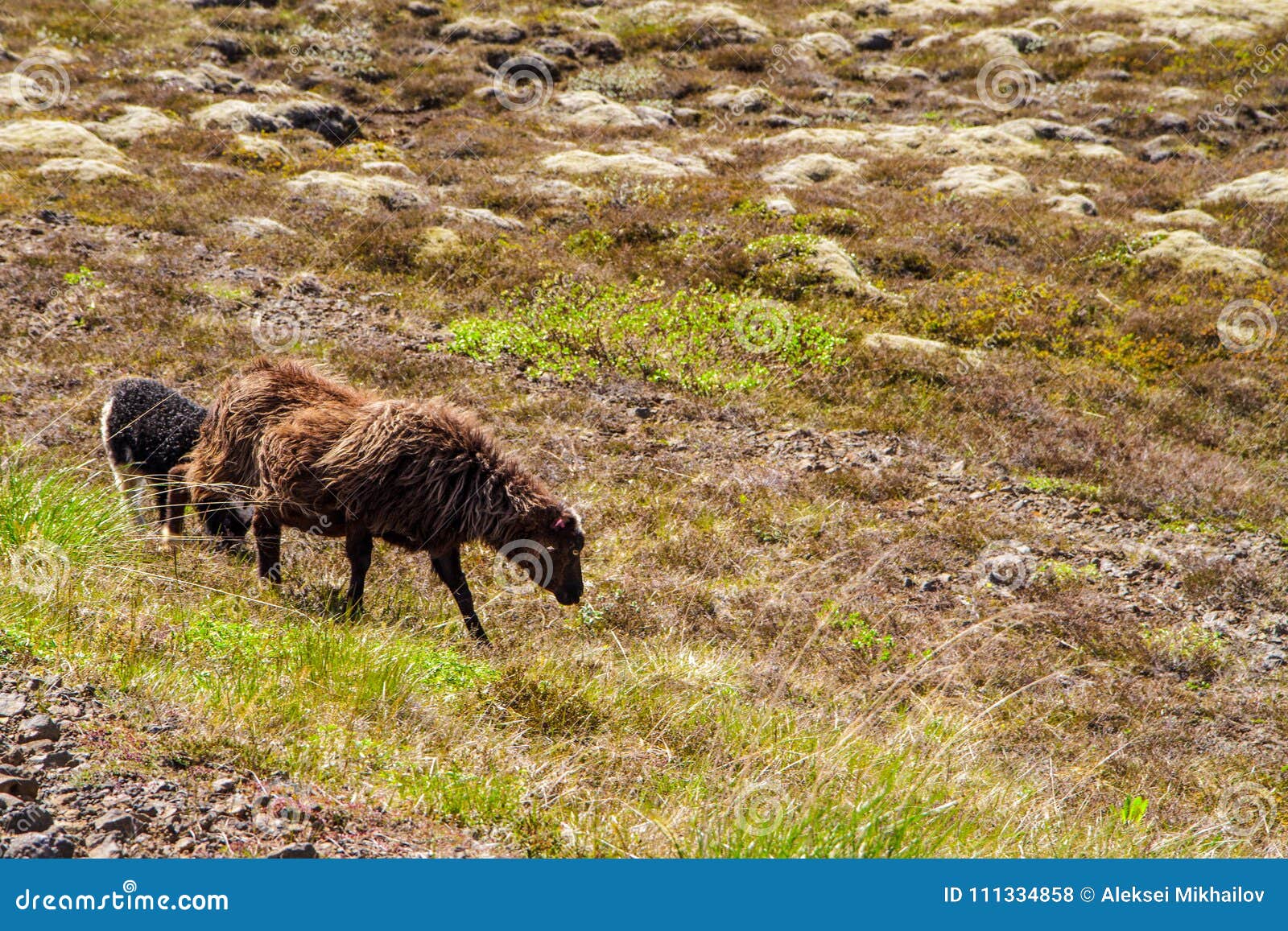 Sheep Walk on Volcanic Fields in Iceland Stock Photo - Image of active ...