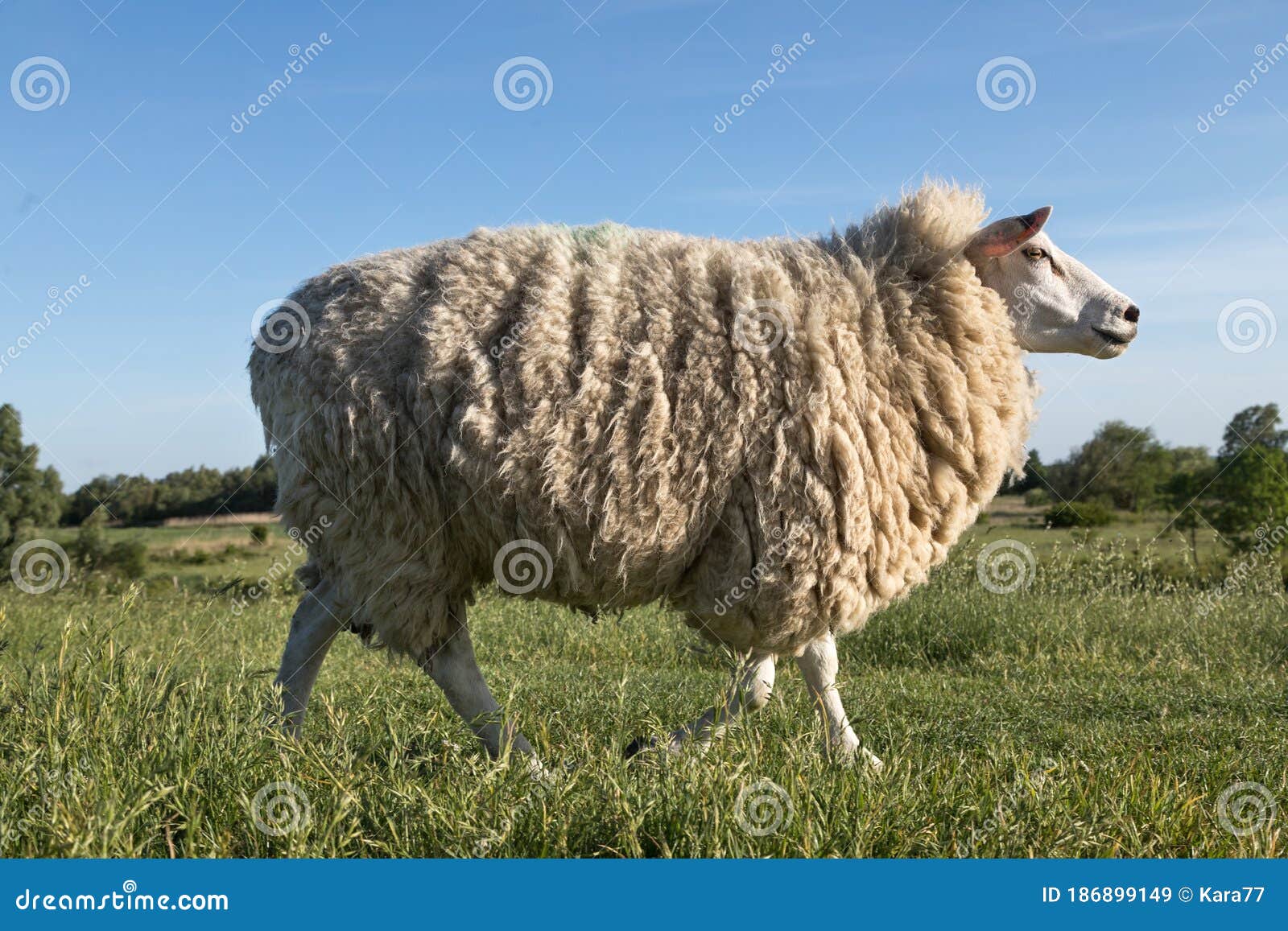 Sheep_walk stock image. Image of livestock, meadow, grass - 186899149