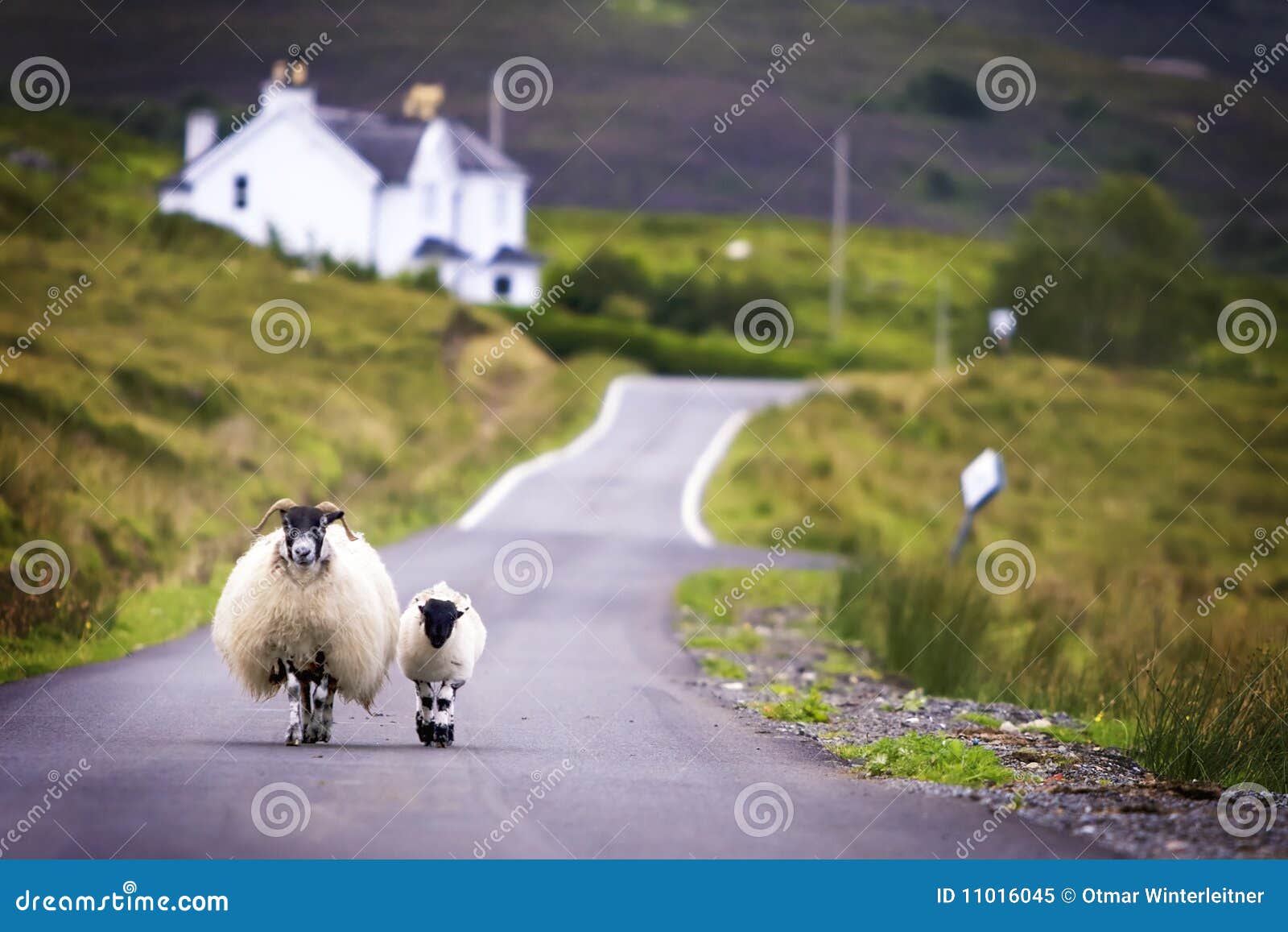 Sheep walking stock image. Image of adorable, field, country - 11016045