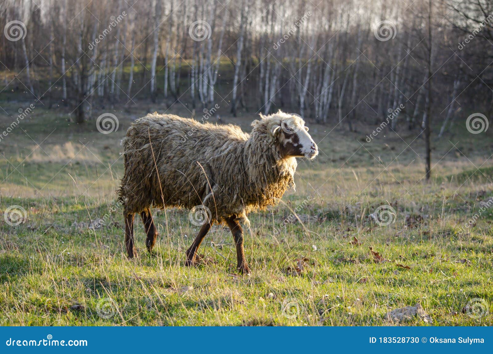 Sheep Walking Alone on a Sunny Meadow Stock Photo - Image of furry ...