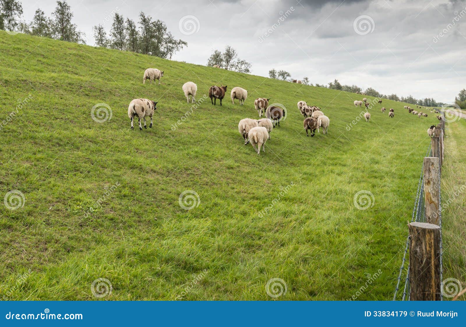 Sheep walking away stock image. Image of farmland, field - 33834179